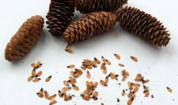 Wie man Fichte aus Samen (Zapfen) züchtet: Regeln für die Aussaat von ...